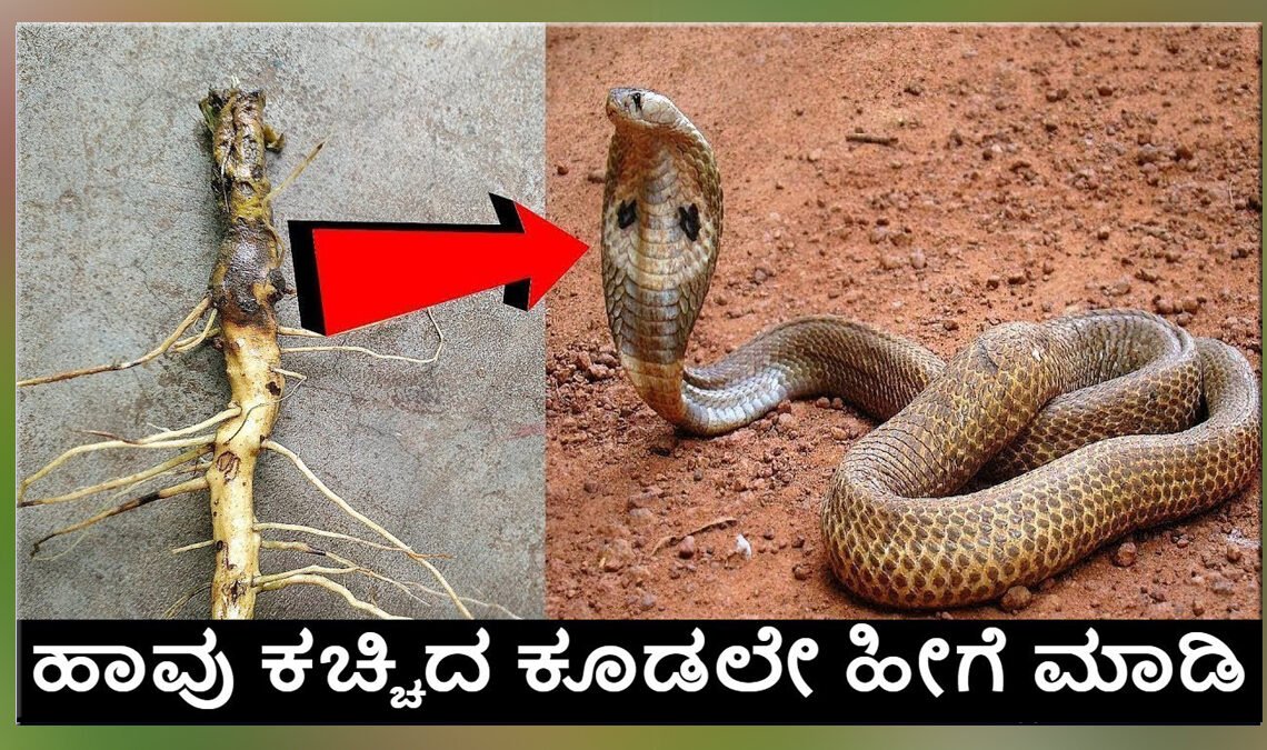 Snake Bite /ಹಾವು ಕಚ್ಚಿದ್ರೆ ಏನ್ಮಾಡ್ಬೇಕು? ಏನ್ ಮಾಡ್ಬಾರ್ದು? ಉಪಯುಕ್ತ ಮಾಹಿತಿ ...